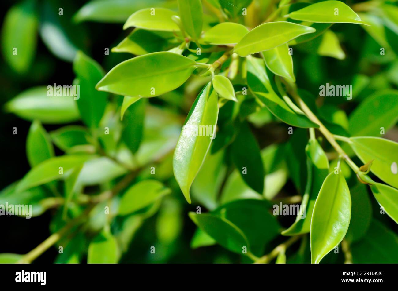 banyan tree or Ficus annulata or ficus bengalensis plant Stock Photo ...