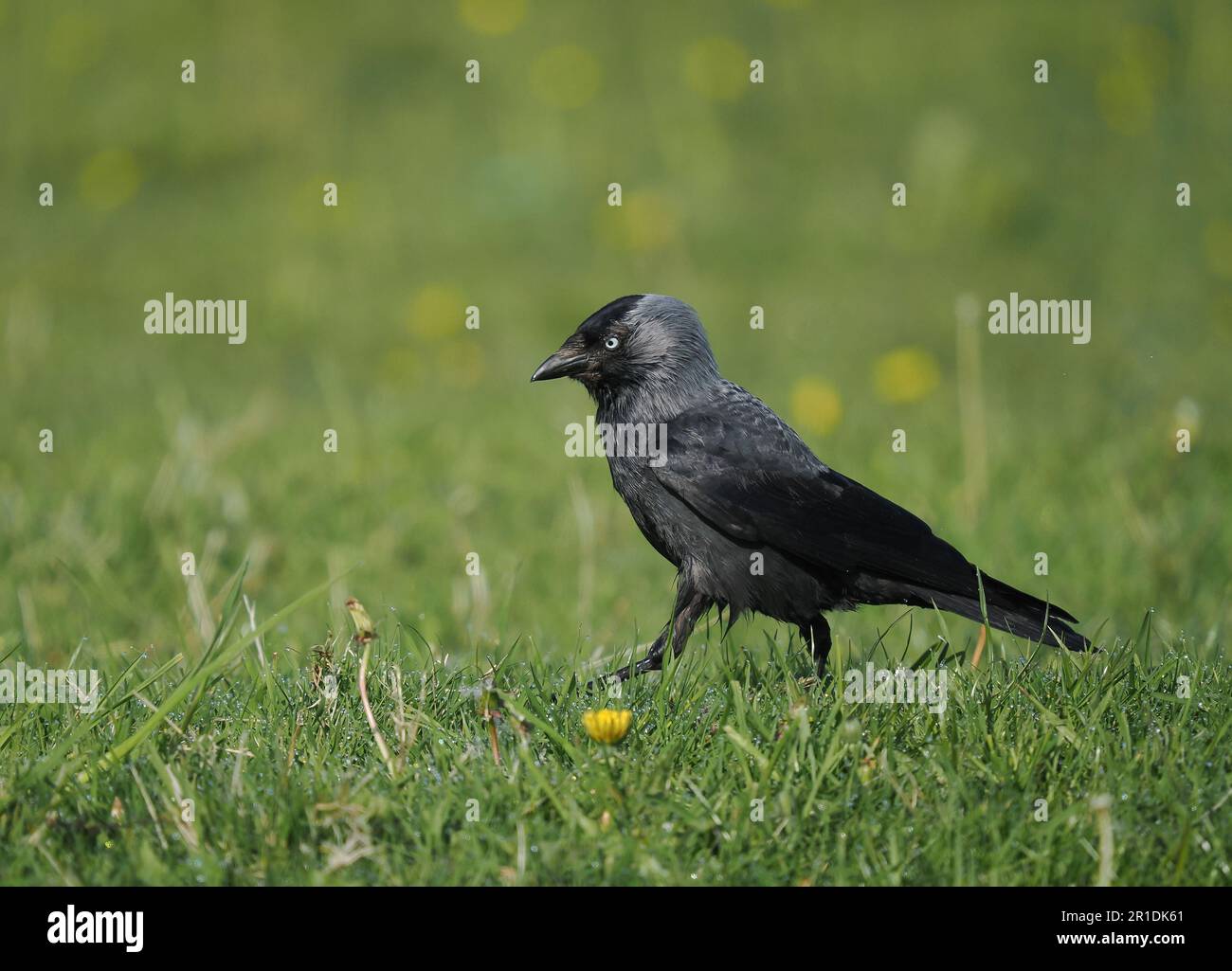 Jackdaw, feeding in farmland where it takes invertebrates Stock Photo ...