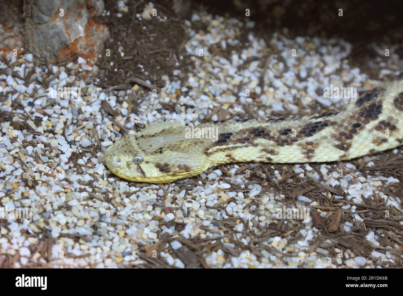 Afrika puff adder hi-res stock photography and images - Alamy