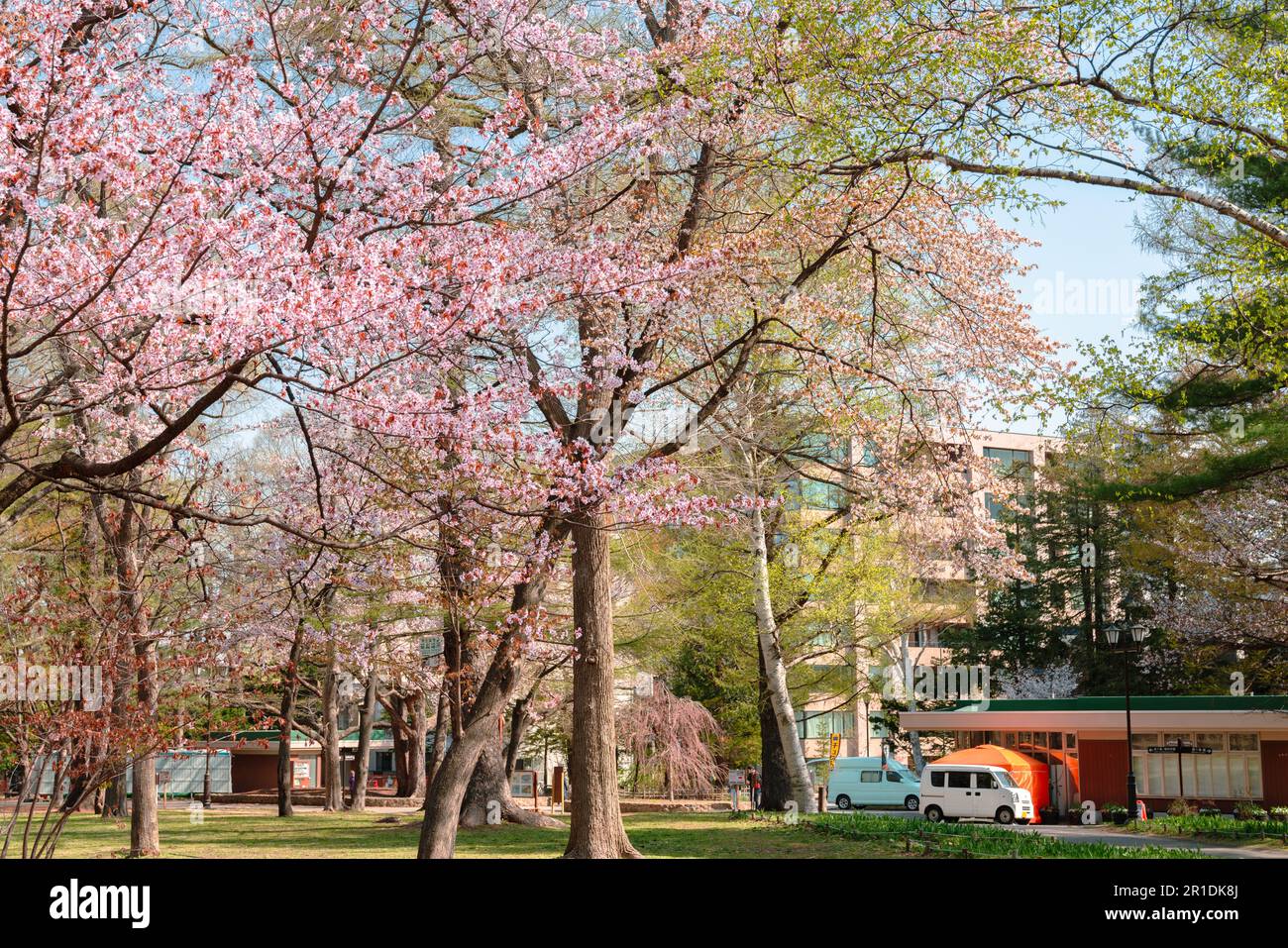 Maruyama park and blossom and sapporo hi-res stock photography and ...