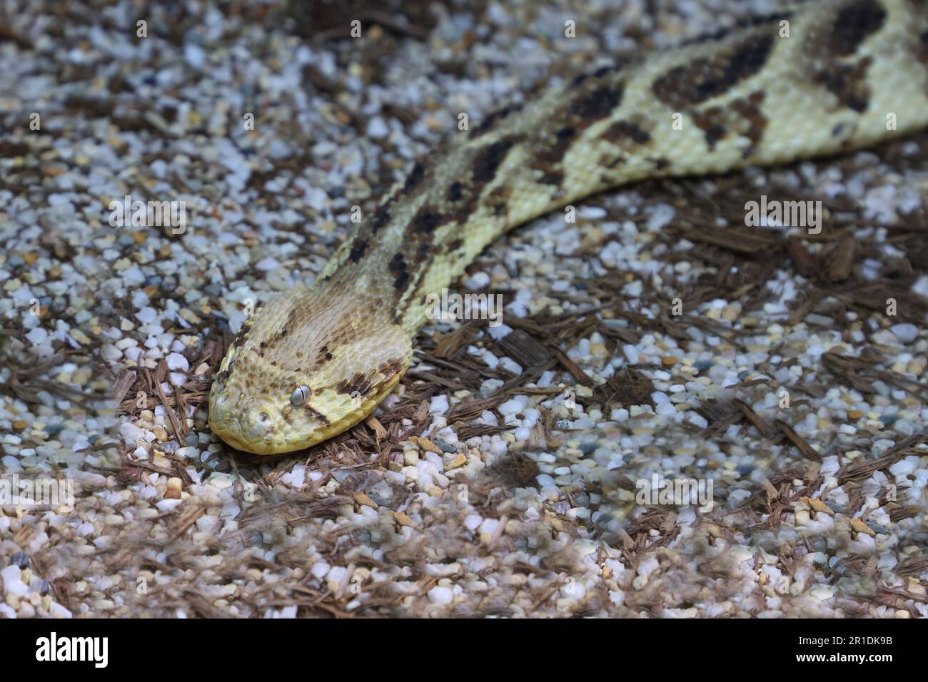 Puffotter / Puff adder / Bitis arietans Stock Photo - Alamy