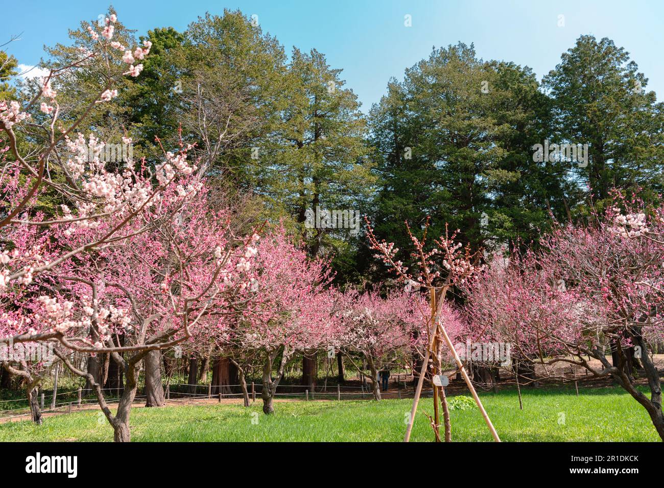Maruyama park cherry blossom festival at spring in Sapporo, Hokkaido ...