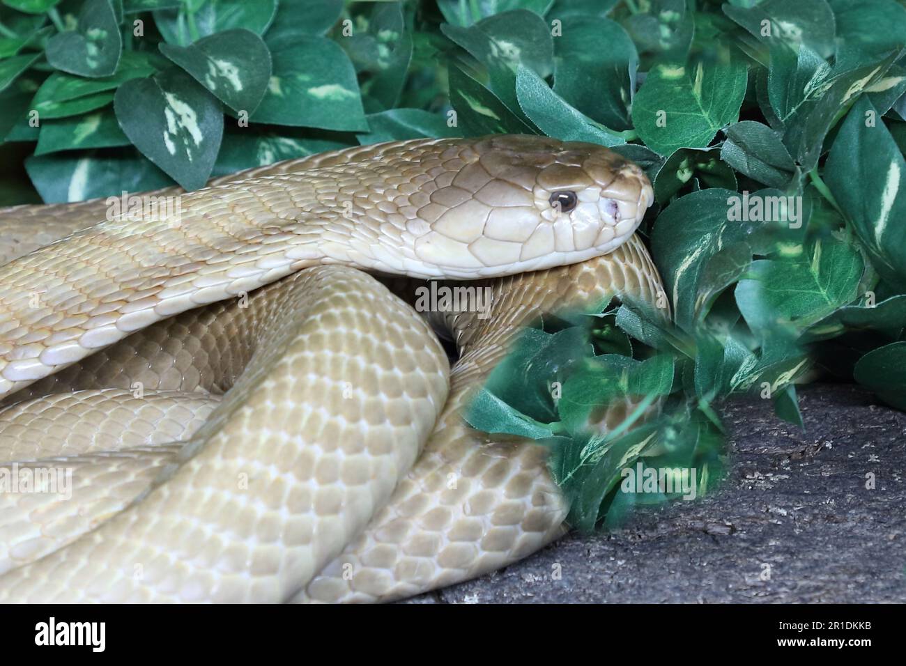 Monokelkobra / Monocled cobra / Naja kaouthia Stock Photo - Alamy