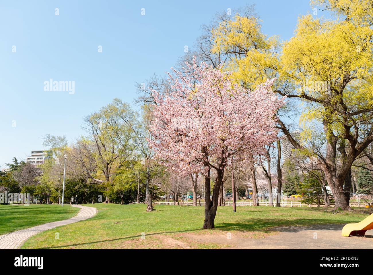 Nakajima park with cherry blossom at spring in Sapporo, Hokkaido, Japan ...