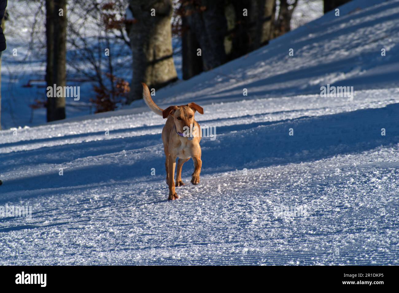 Cane corre su un pendio innevato Stock Photo - Alamy