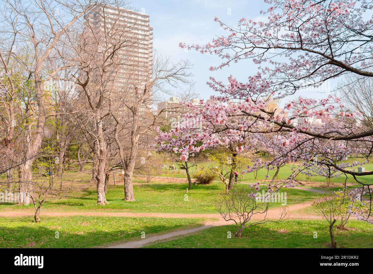 Nakajima park with cherry blossom at spring in Sapporo, Hokkaido, Japan ...