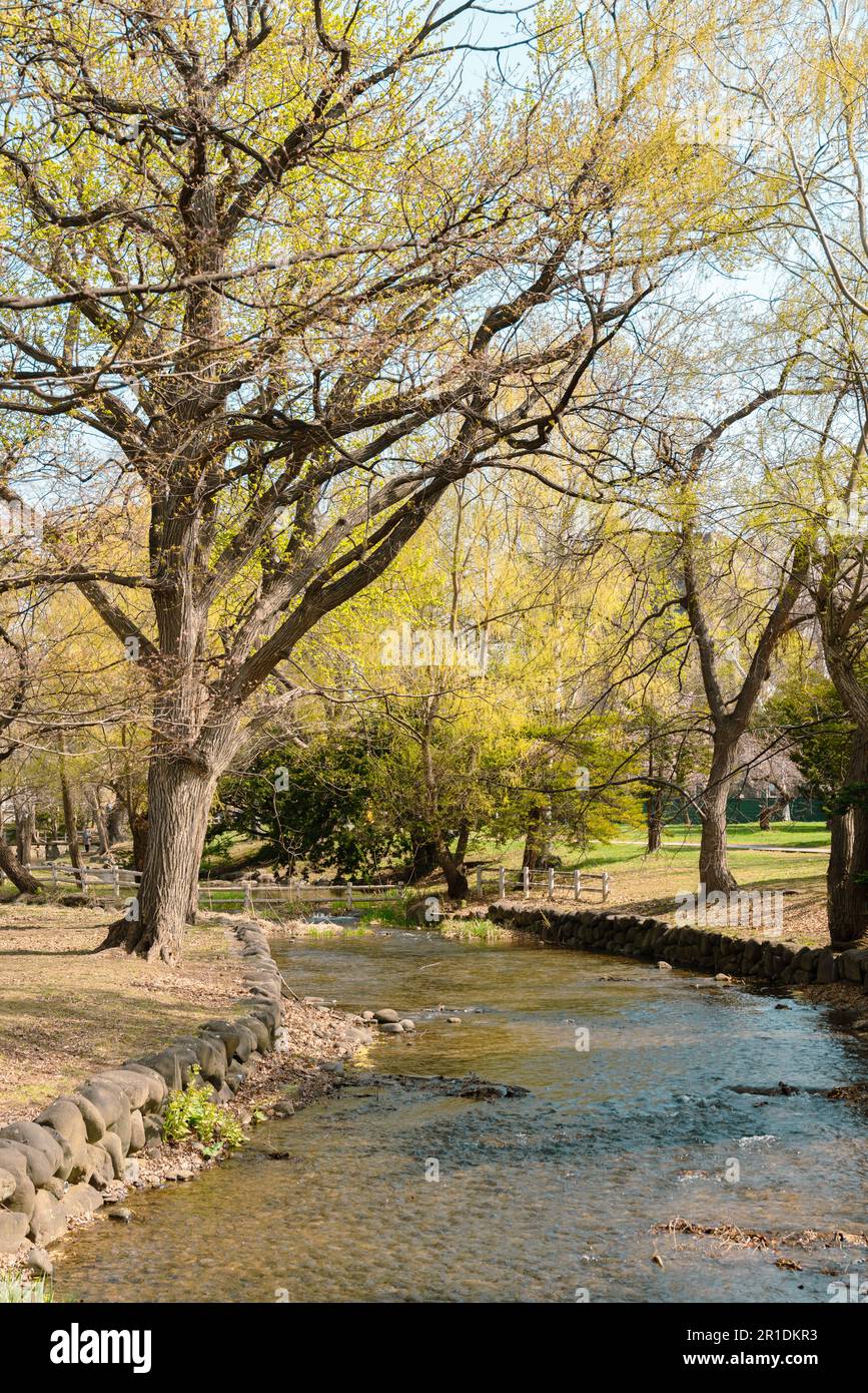 Spring of Nakajima park in Sapporo, Hokkaido, Japan Stock Photo - Alamy
