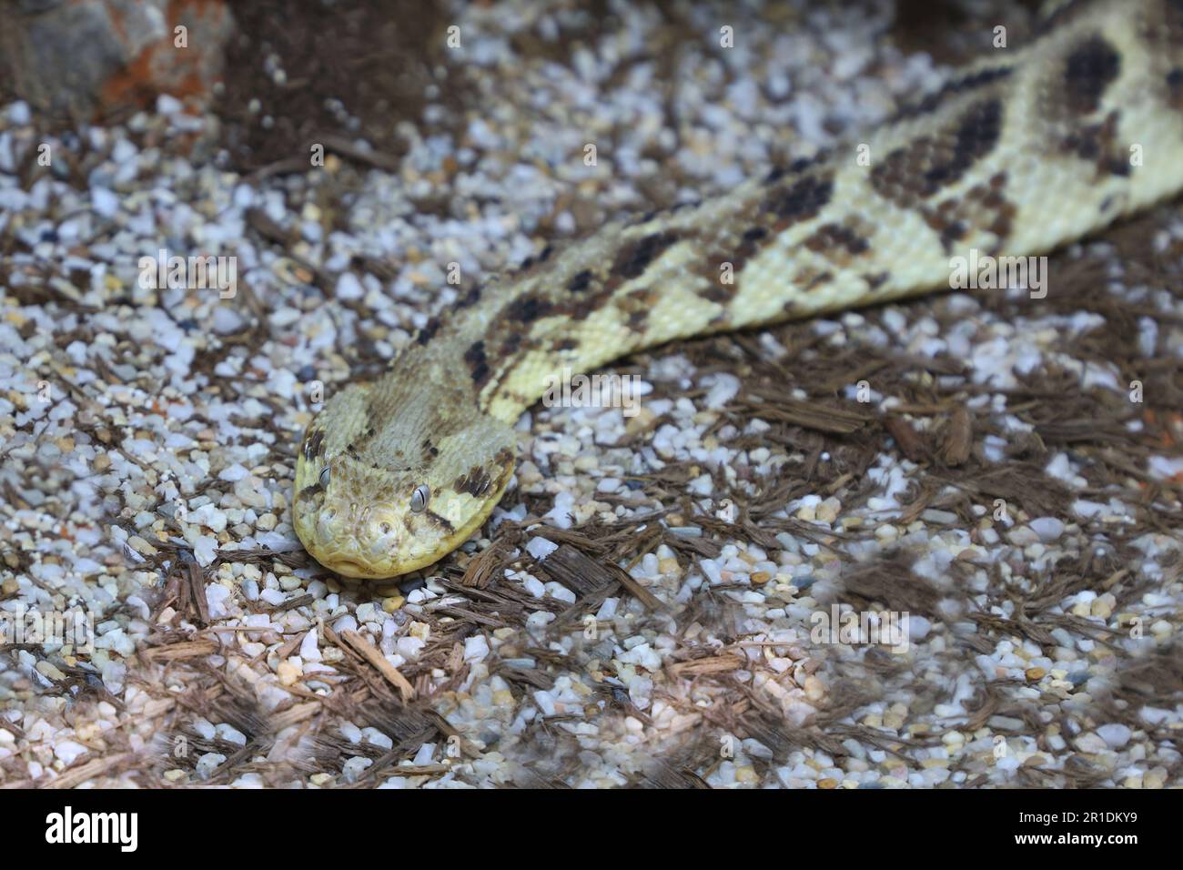 Common puff adders hi-res stock photography and images - Alamy