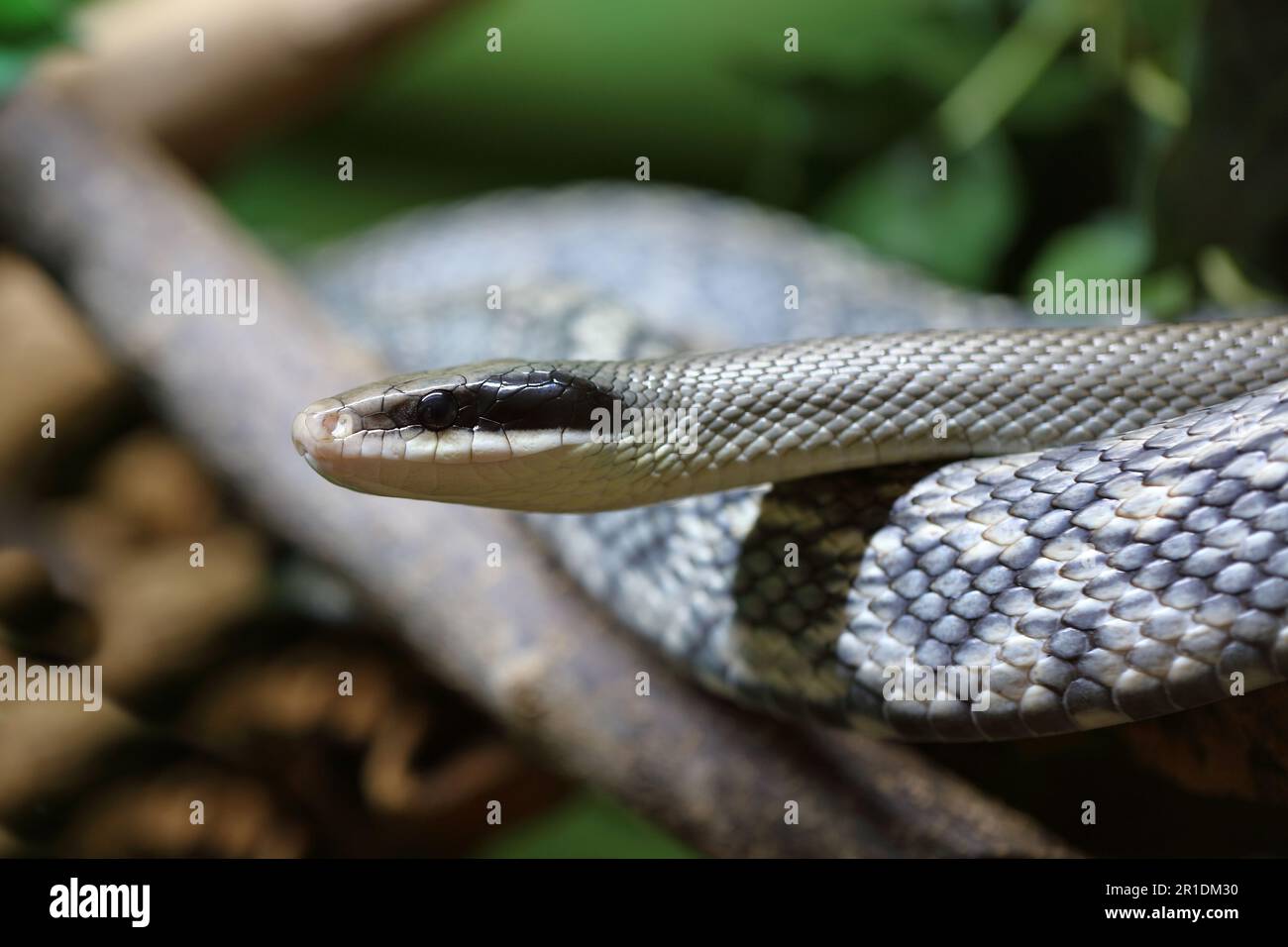 Schönnatter / Beauty rat snake / Orthriophis taeniurus callicyanous or ...