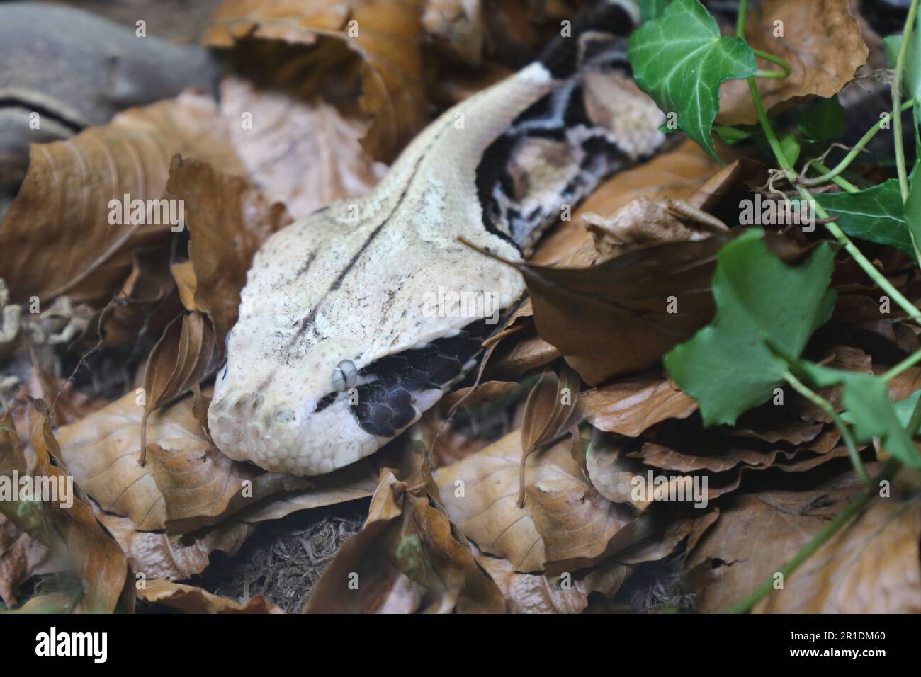 Östliche Gabunviper / Gaboon viper / Bitis gabonica Stock Photo - Alamy