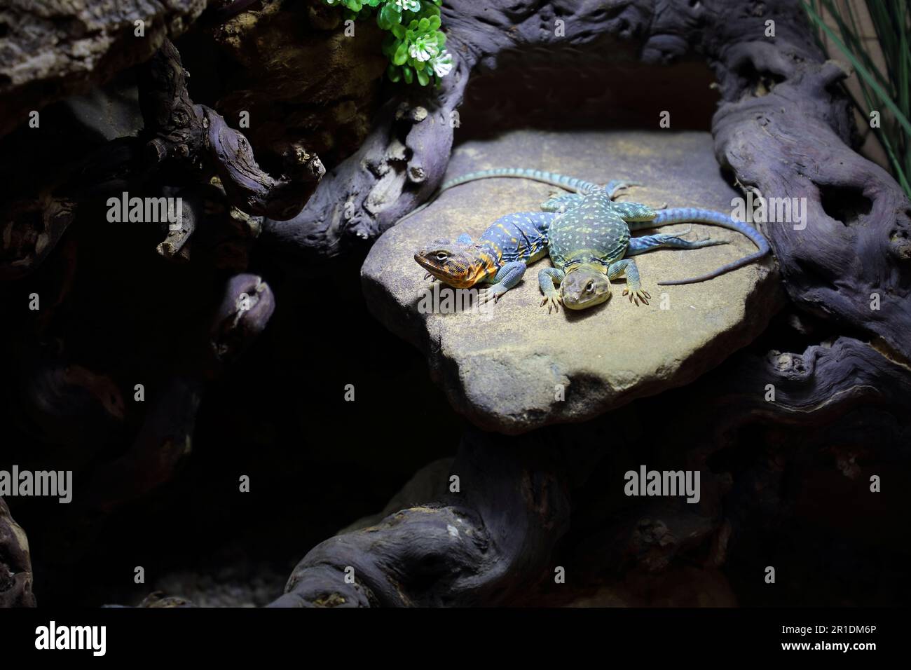 Halsbandleguan / Common collared lizard / Crotaphytus collaris collaris ...