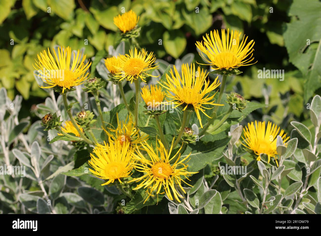 Elecampane, Inula helenium, yellow flowers with a blurred background of ...