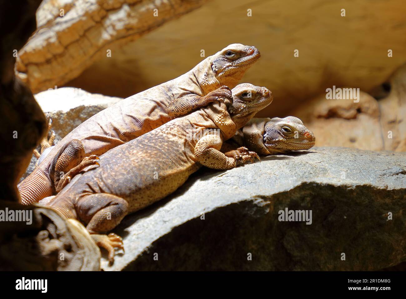 Common chuckwallas hi-res stock photography and images - Alamy