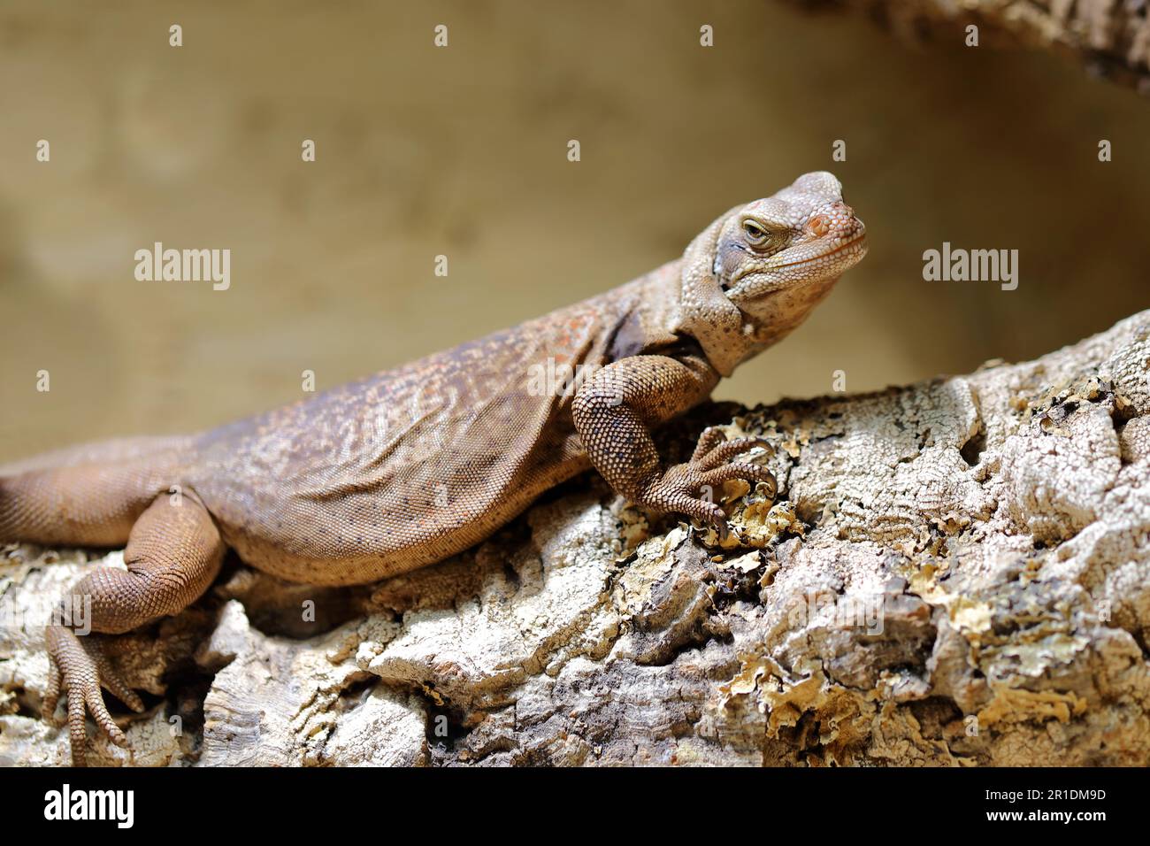 Chuckwalla / Common chuckwalla / Sauromalus ater Stock Photo - Alamy