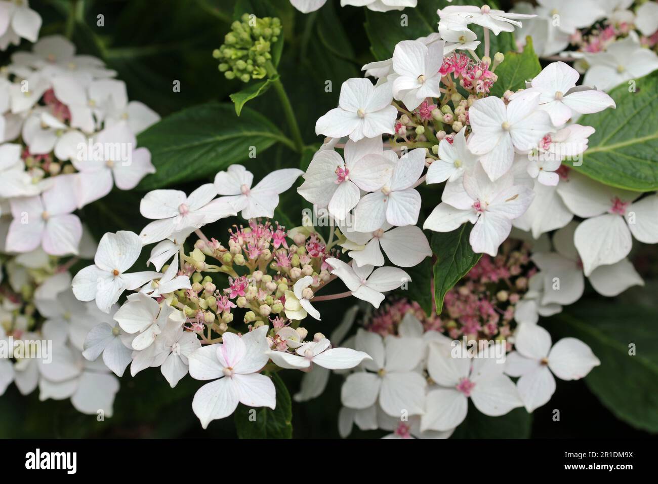 Lacecap Hydrangea macrophylla flowers with pink inner florets and white ...