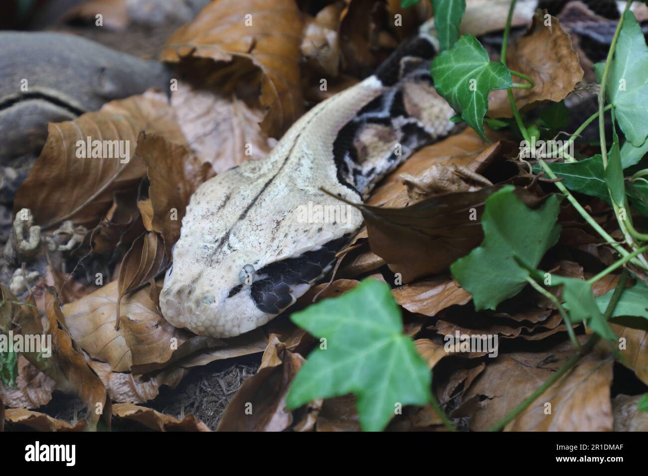 Östliche Gabunviper / Gaboon viper / Bitis gabonica Stock Photo - Alamy