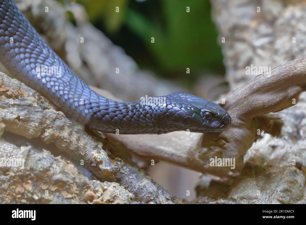 Schwarze Speikobra / Black spitting cobra / Naja nigricincta woodi ...
