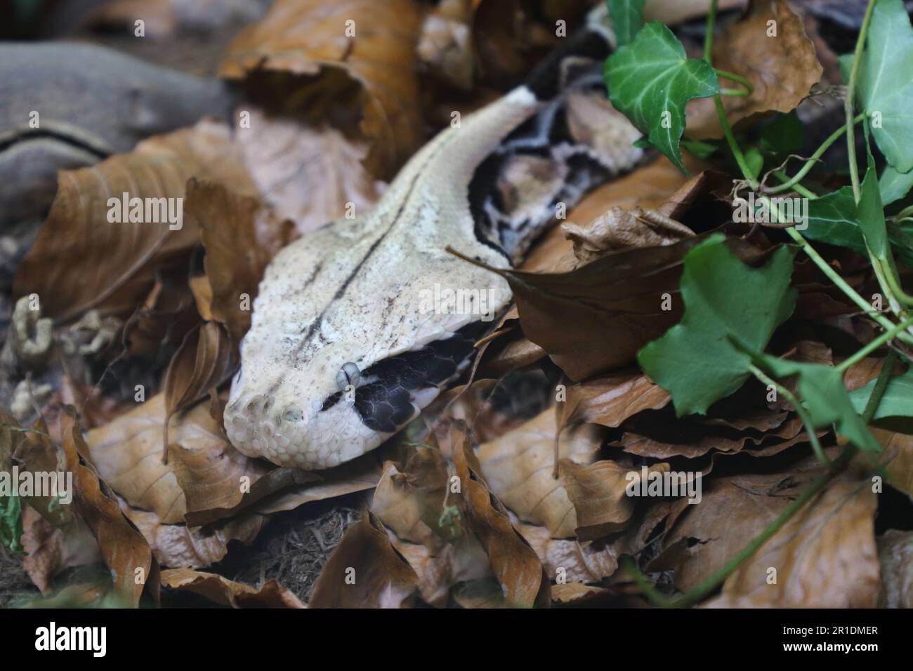 Östliche Gabunviper / Gaboon viper / Bitis gabonica Stock Photo - Alamy