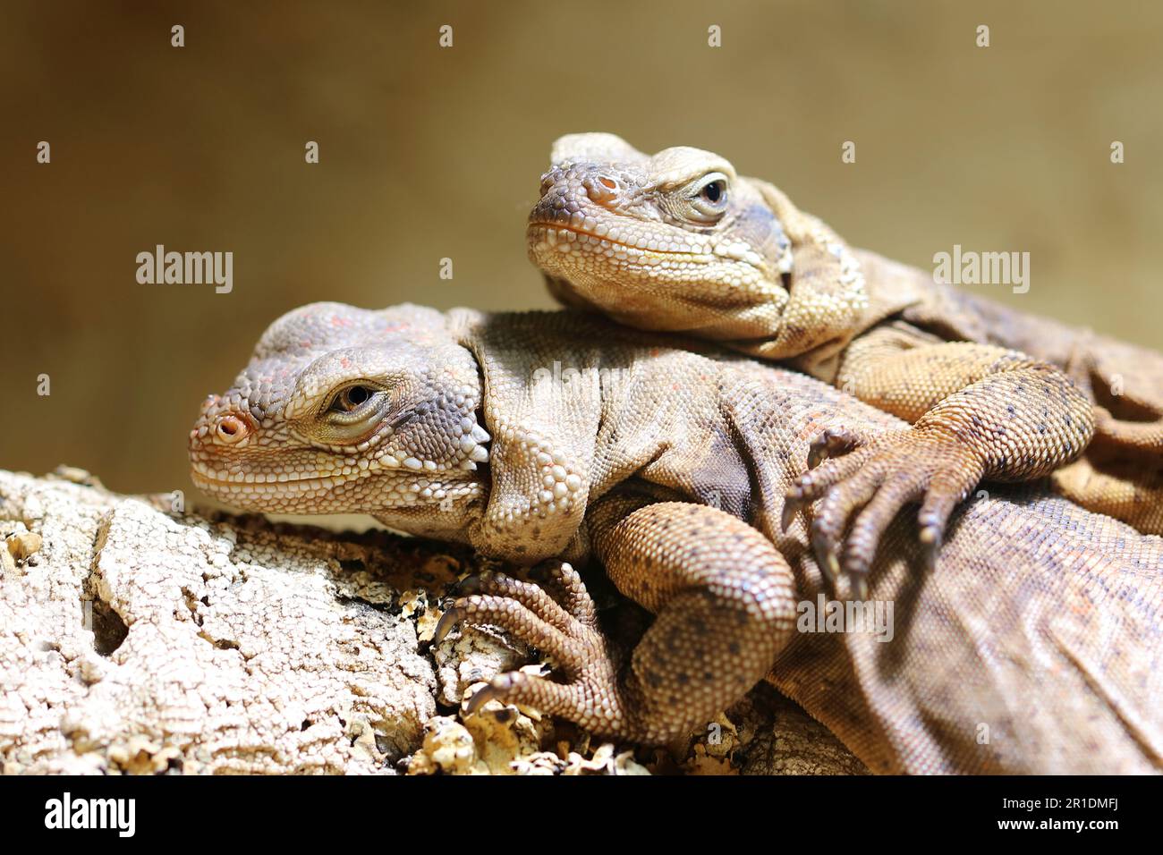 Common chuckwallas hi-res stock photography and images - Alamy