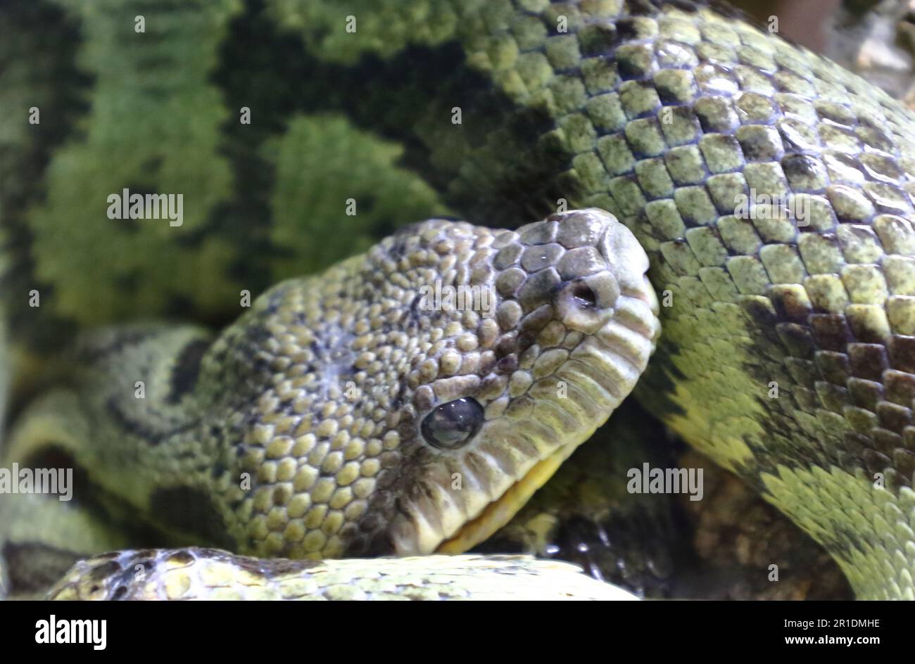 Madagaskar-Hundskopfboa / Madagascar tree boa / Sanzinia ...