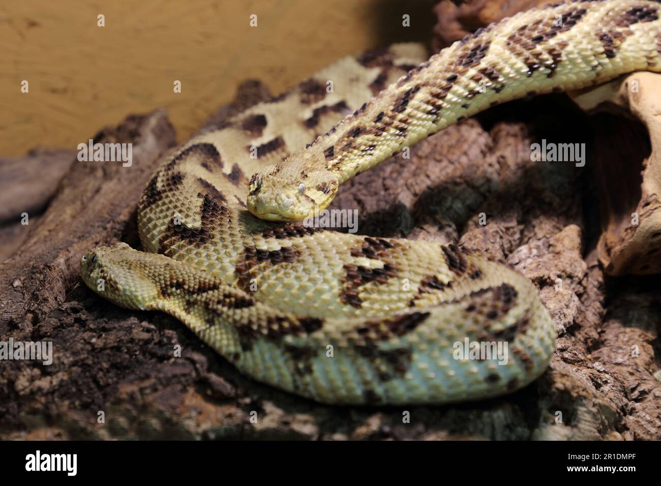 Puffotter / Puff adder / Bitis arietans Stock Photo - Alamy