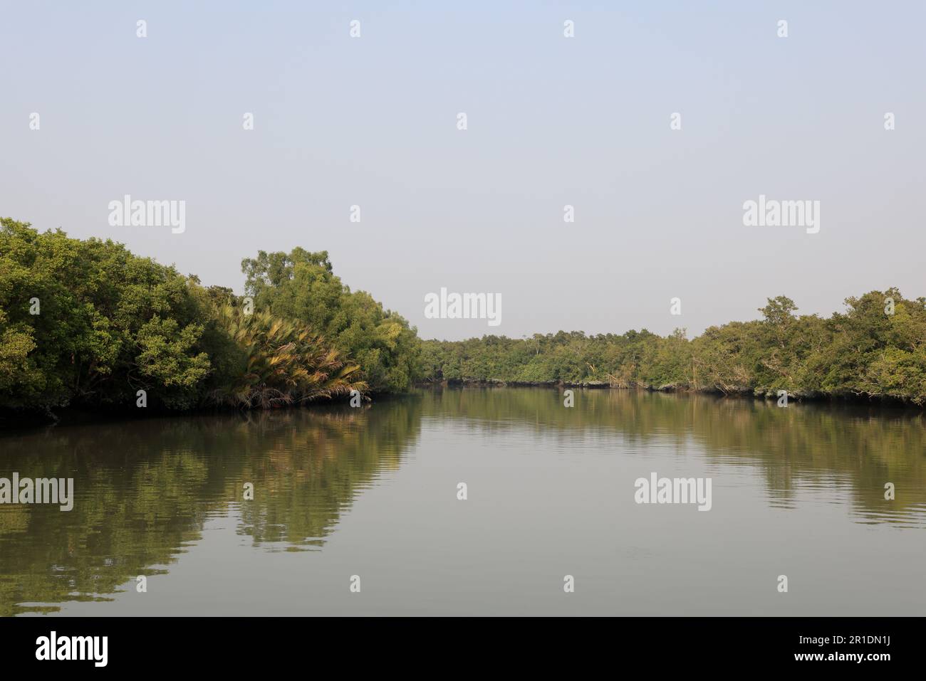 Fondos De Pantalla Del Bosque De Sundarban De Bangladesh
