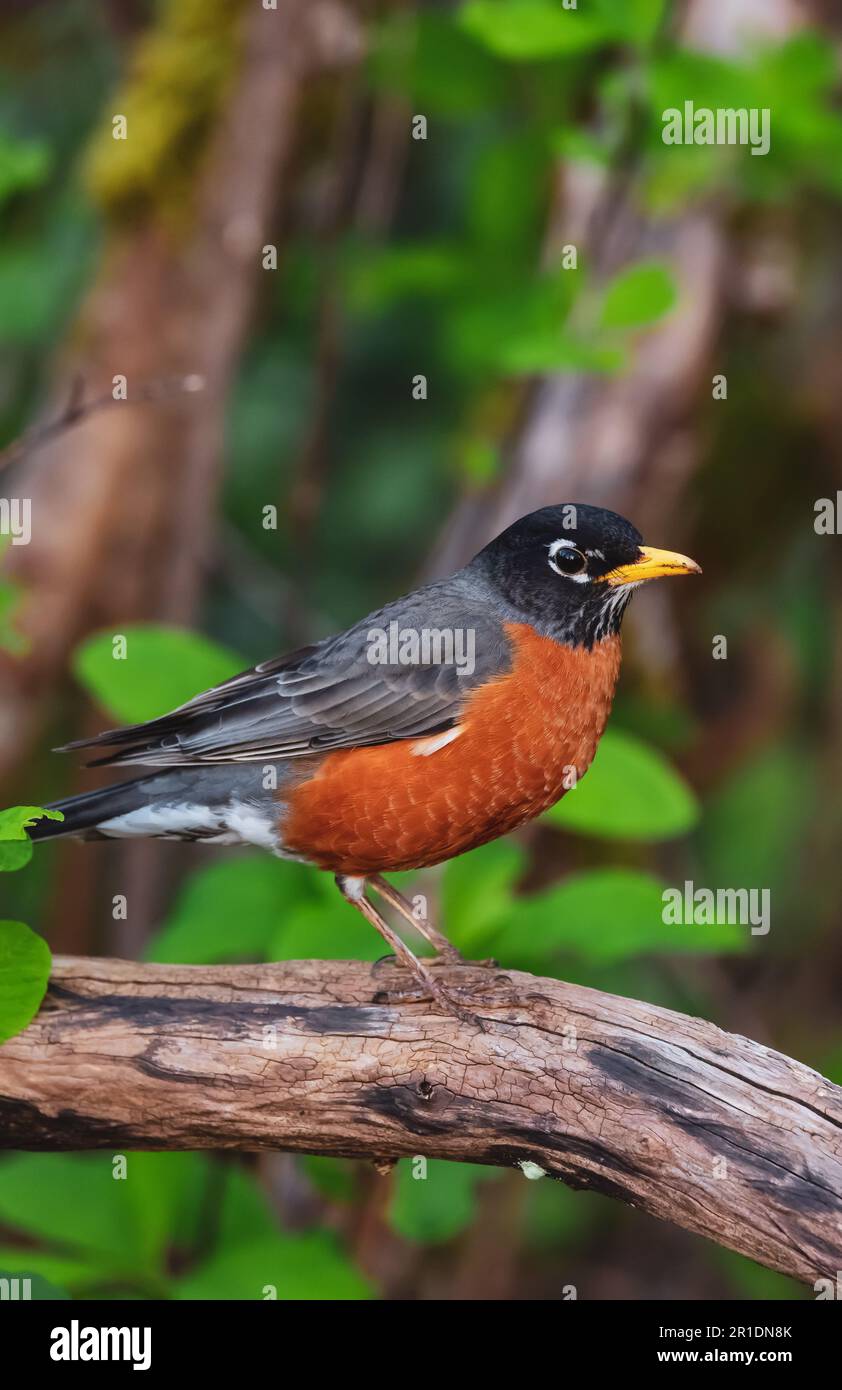 Small Colorfull Bird Sitting on a Branch in a park. Zoom Stock Photo ...
