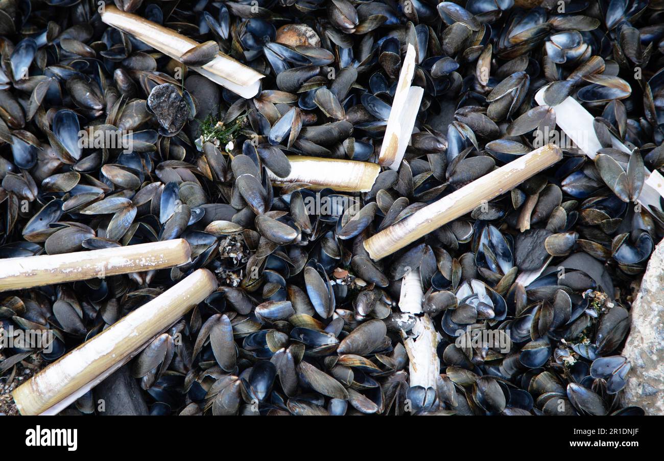 A top view of mussel shells and razor shells on a beach Stock Photo - Alamy
