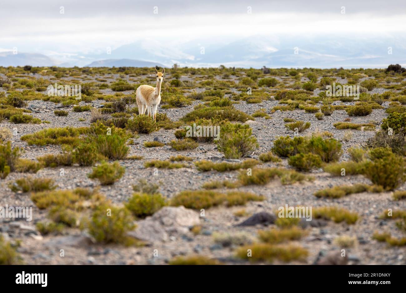 Catamarca argentina vicuna hi-res stock photography and images - Alamy