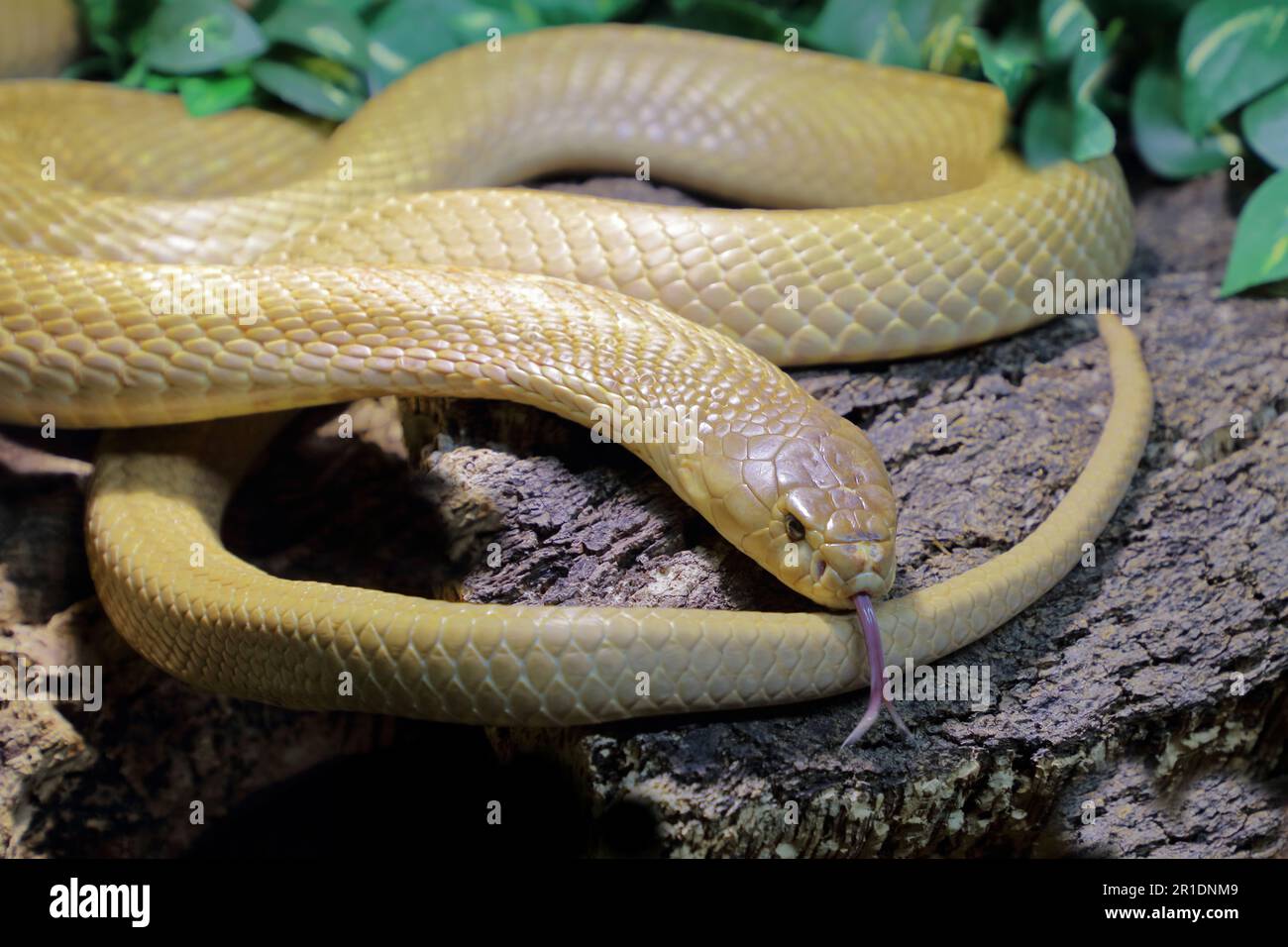 Indian spitting cobras hi-res stock photography and images - Alamy