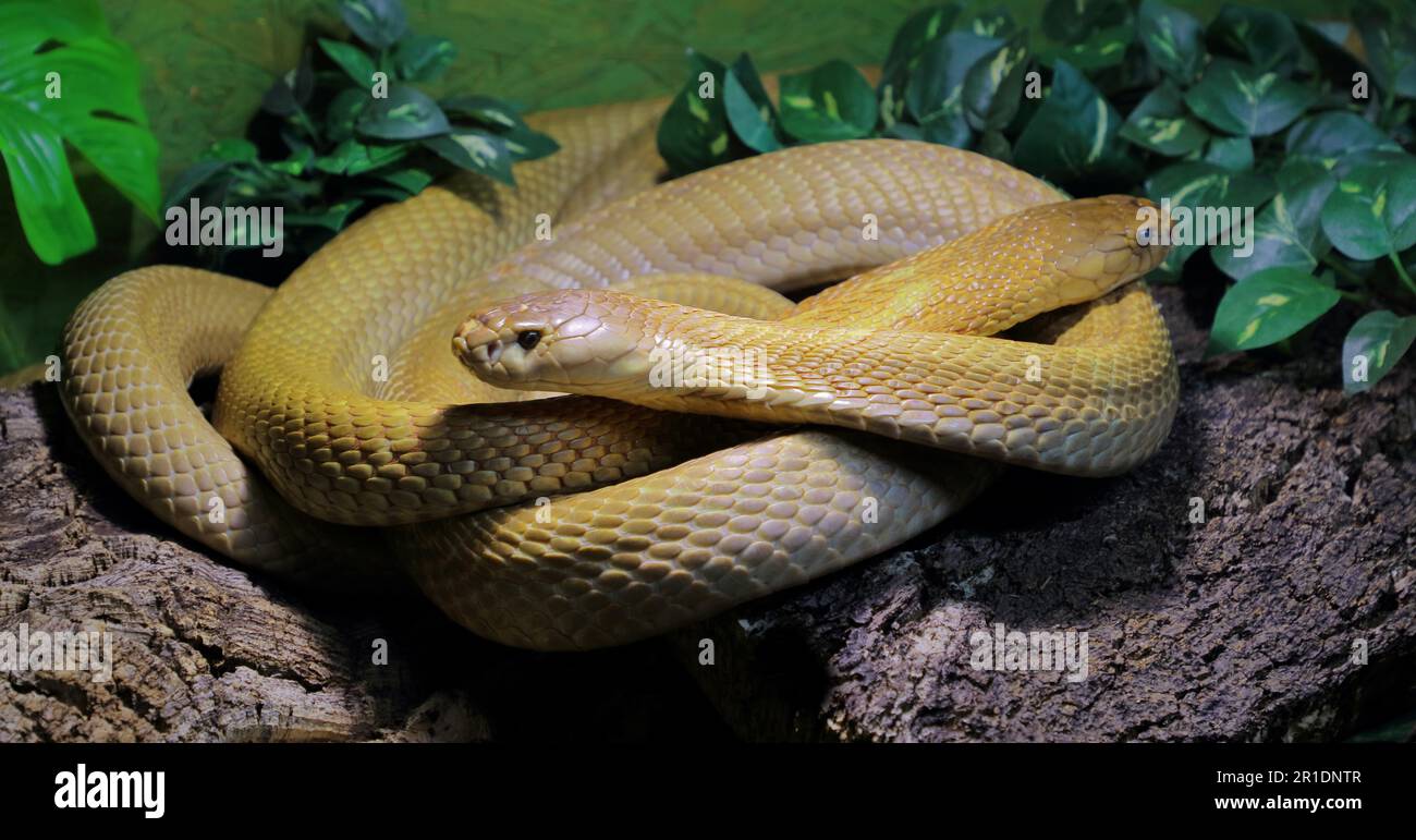 Indian spitting cobras hi-res stock photography and images - Alamy
