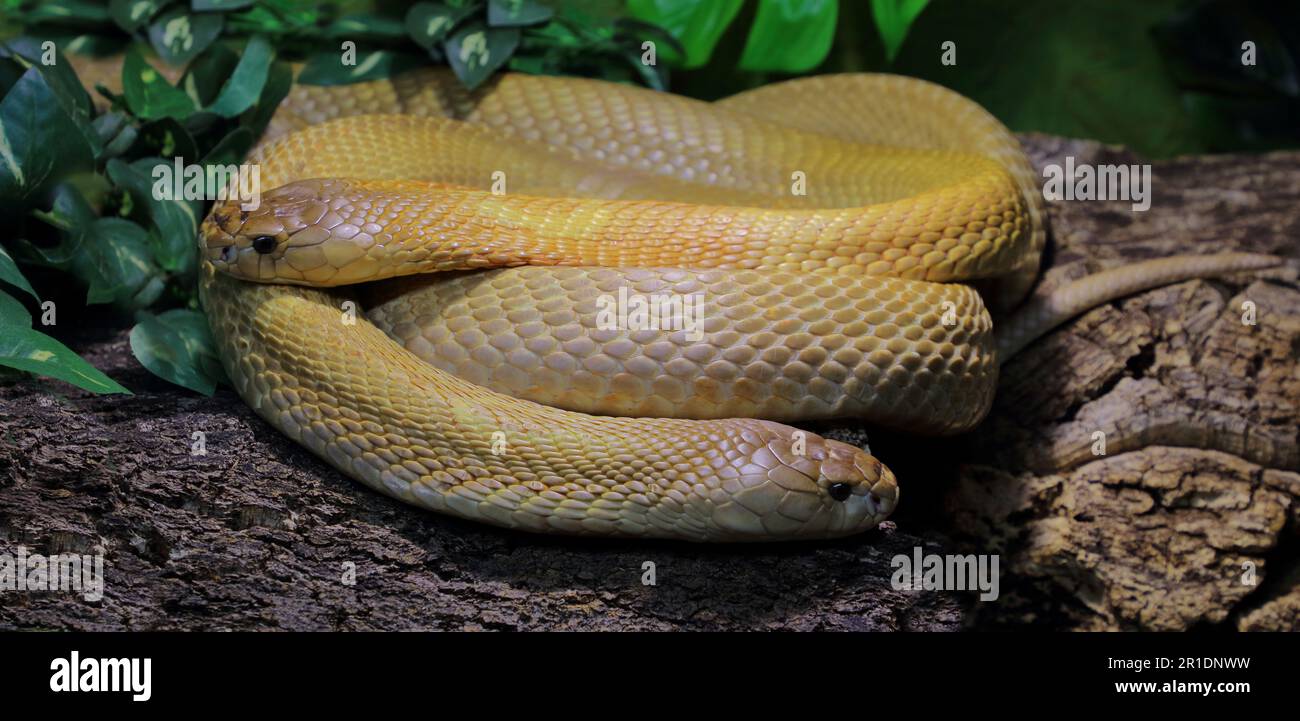 Monokelkobra / Monocled cobra / Naja kaouthia Stock Photo - Alamy