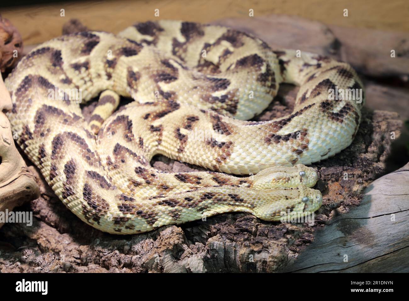 Puffotter / Puff adder / Bitis arietans Stock Photo - Alamy