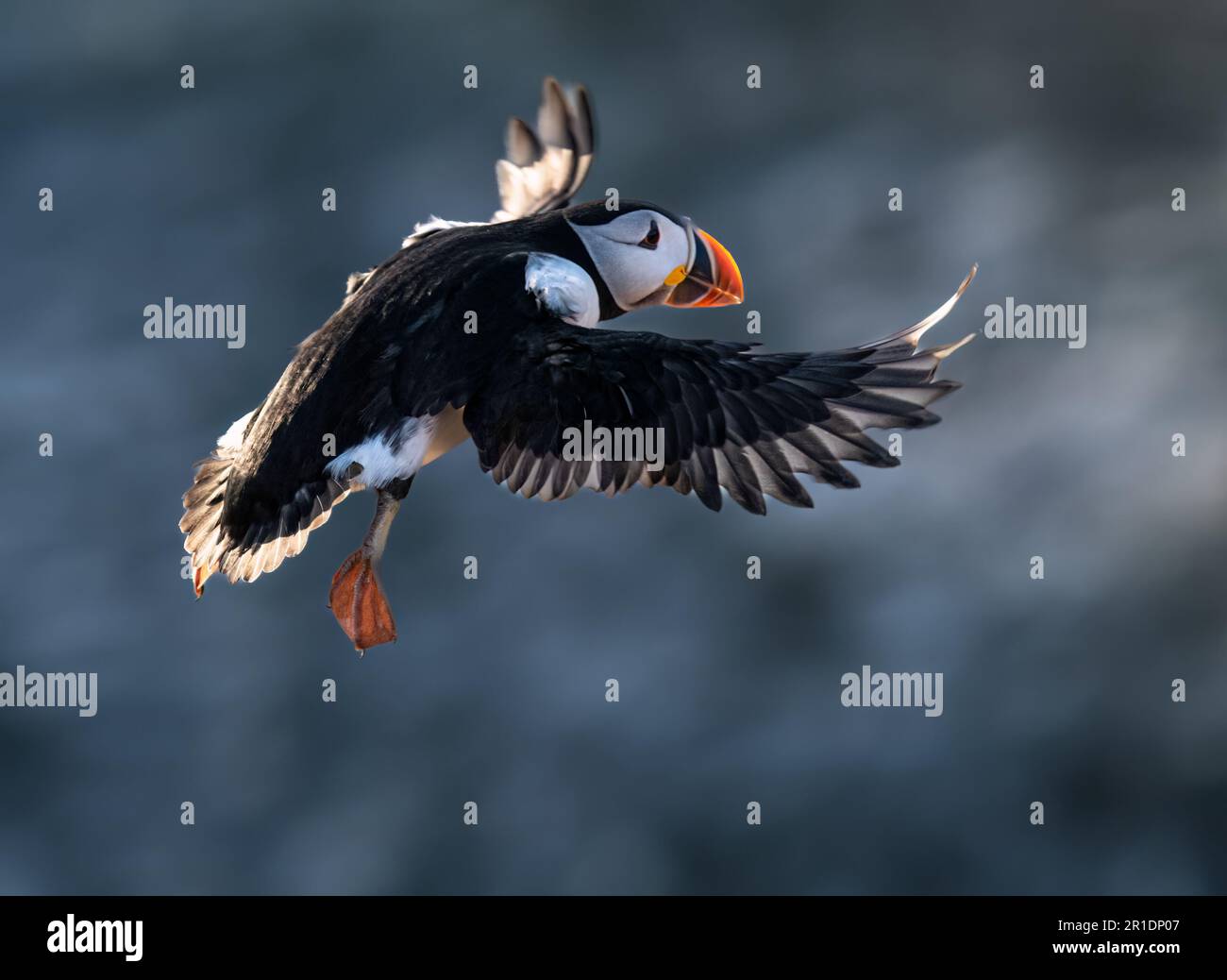 Puffin over sea hi-res stock photography and images - Alamy