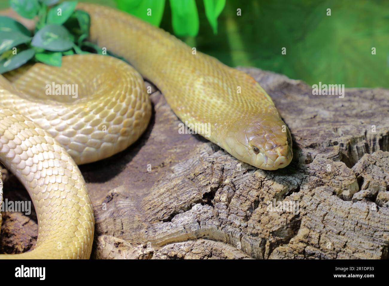 Indian spitting cobras hi-res stock photography and images - Alamy
