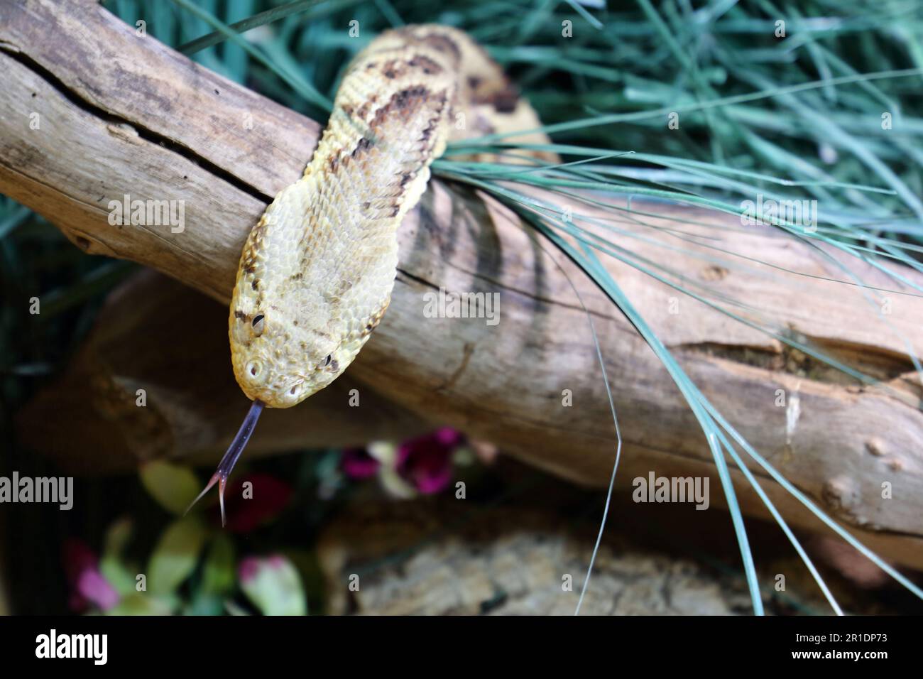 Puffotter / Puff adder / Bitis arietans Stock Photo - Alamy