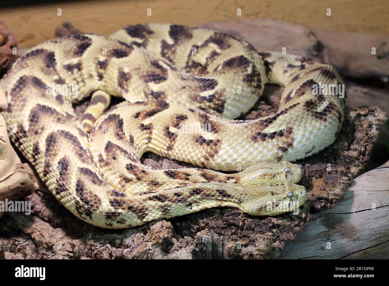 Afrika puff adder hi-res stock photography and images - Alamy