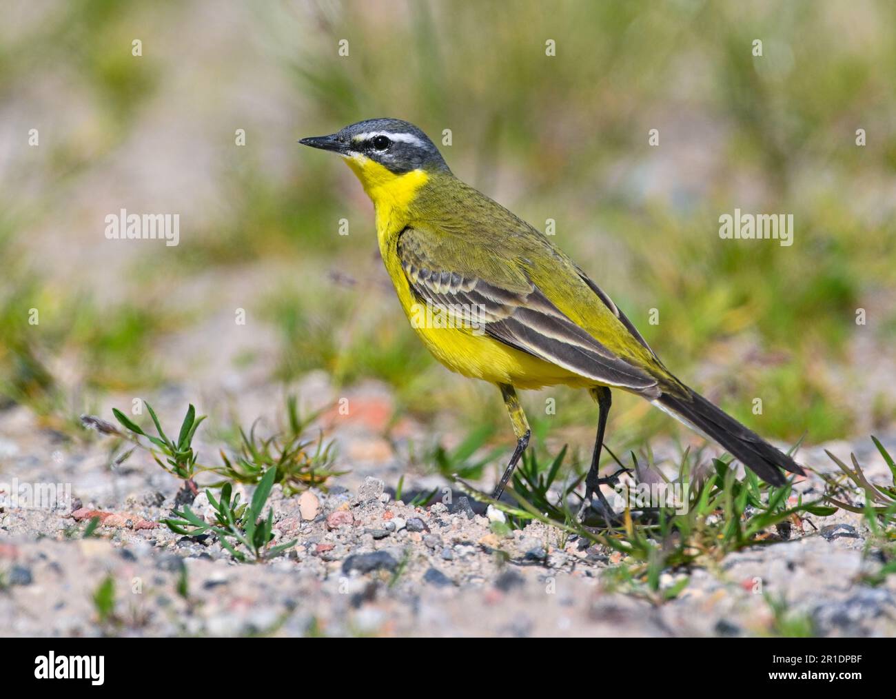 Sieversdorf, Germany. 13th May, 2023. A wagtail (Motacilla flava). The ...