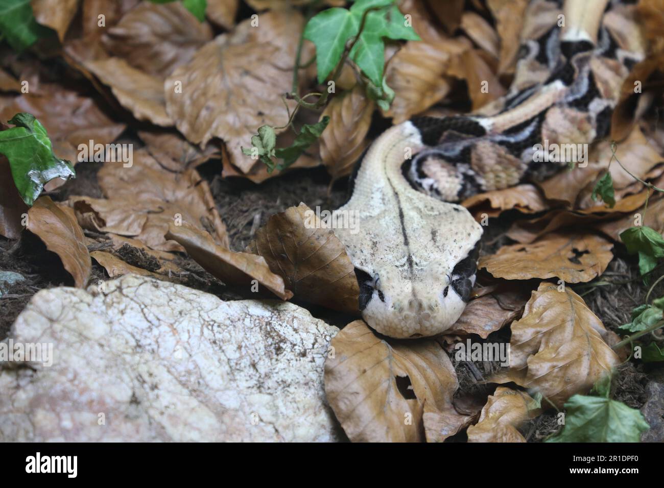 Östliche Gabunviper / Gaboon viper / Bitis gabonica Stock Photo - Alamy