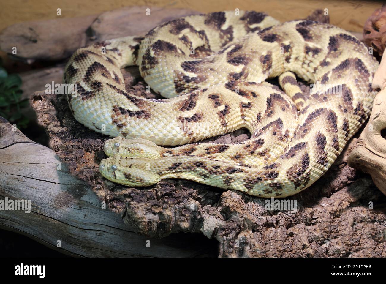Afrika puff adder hi-res stock photography and images - Alamy