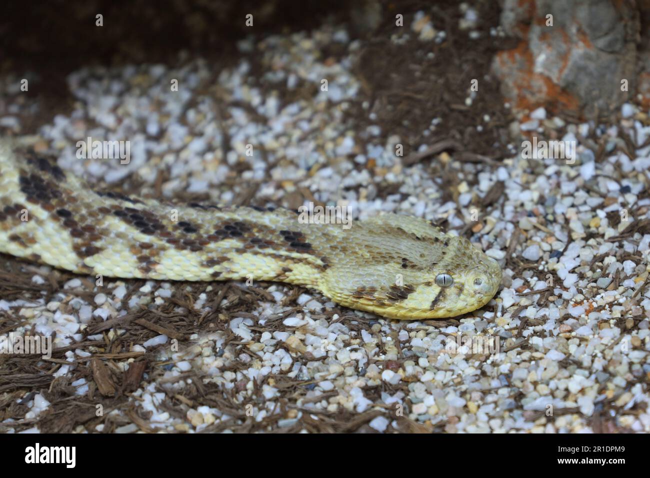 Common puff adder hi-res stock photography and images - Alamy