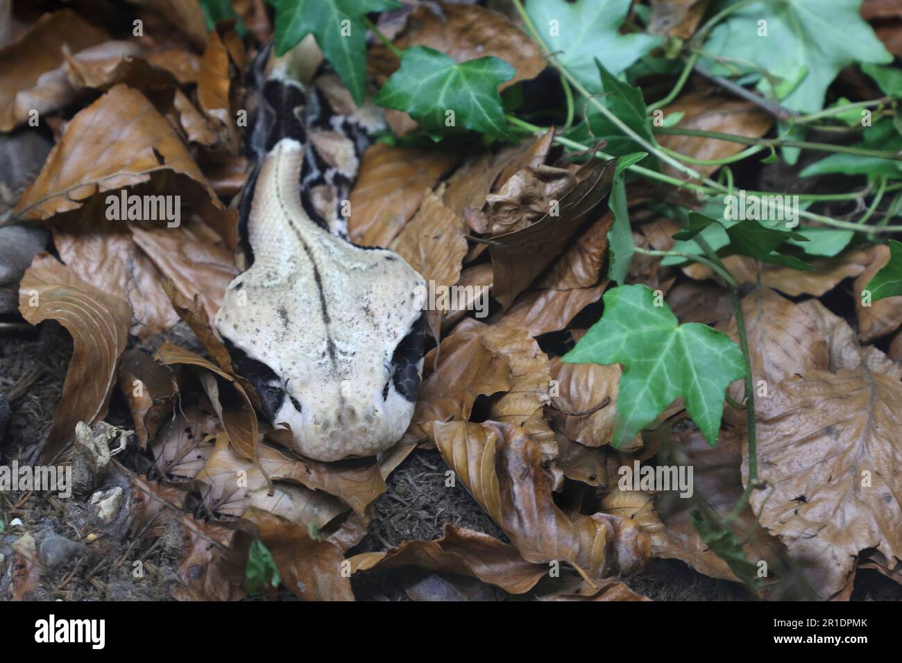 Östliche Gabunviper / Gaboon viper / Bitis gabonica Stock Photo - Alamy
