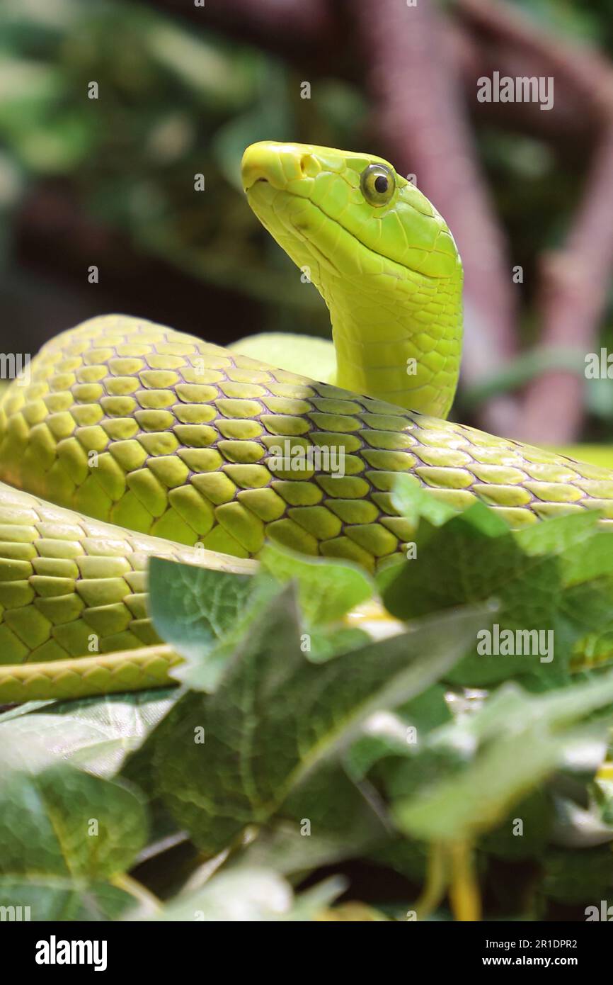 Gewöhnliche Mamba / Eastern green mamba / Dendroaspis angusticeps Stock ...