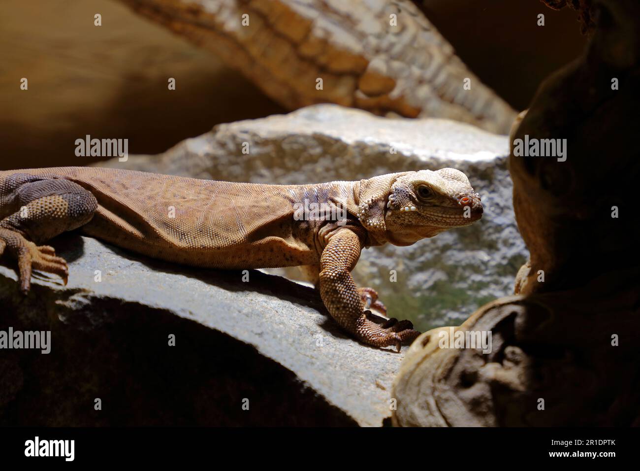 Common chuckwallas hi-res stock photography and images - Alamy