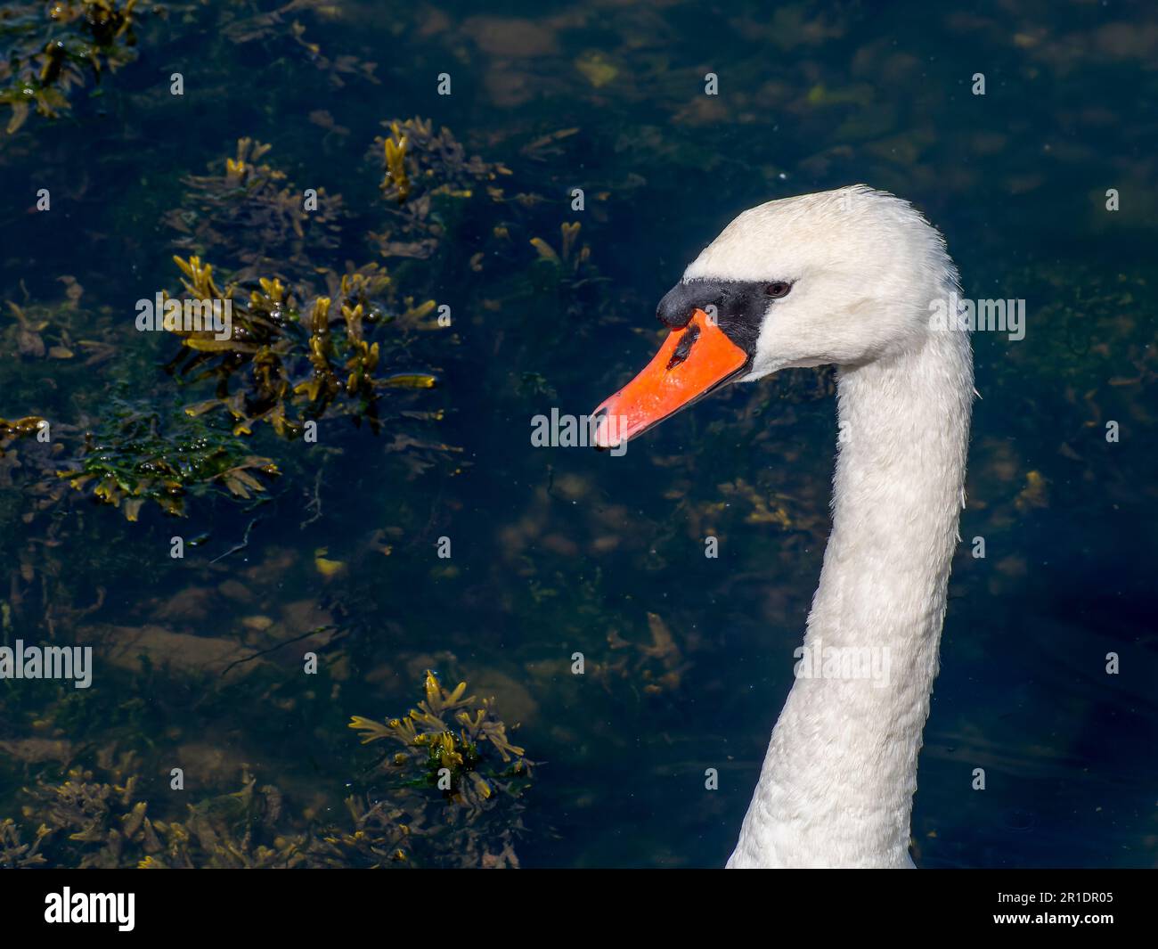 The head of a swan on a long white neck. Portrait of a bird. White swan ...