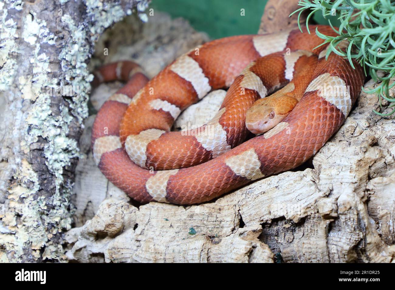 Broad banded copperhead snake hi-res stock photography and images - Alamy