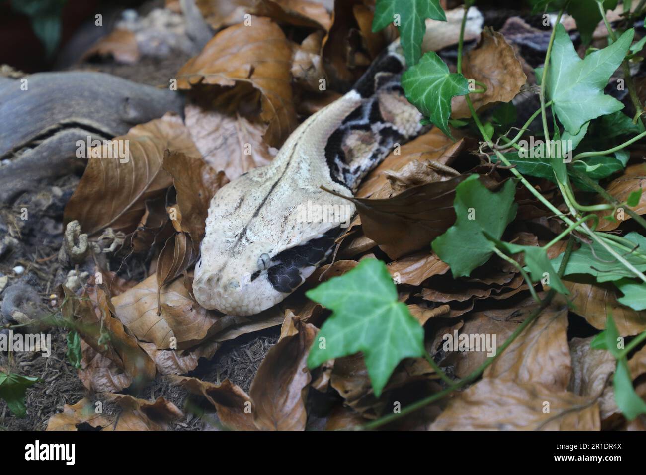 Östliche Gabunviper / Gaboon viper / Bitis gabonica Stock Photo - Alamy