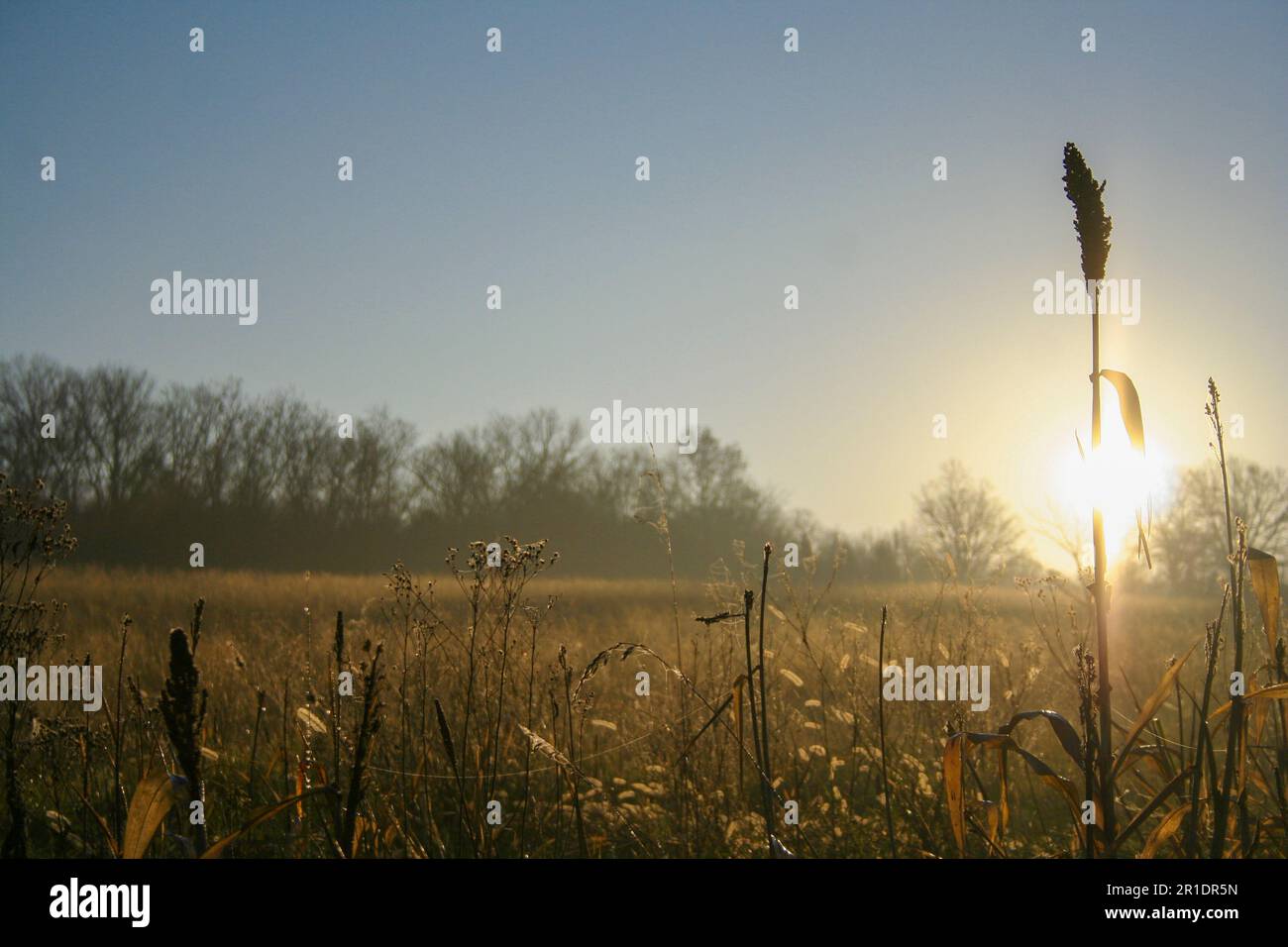 Fall Sunrise Behind Stalk of Sorghum at Missouri Conservation Area ...