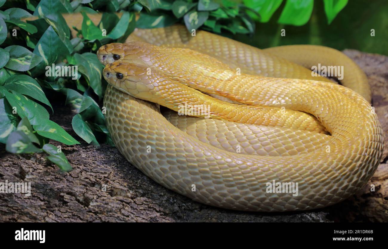 Monocled cobras hi-res stock photography and images - Alamy