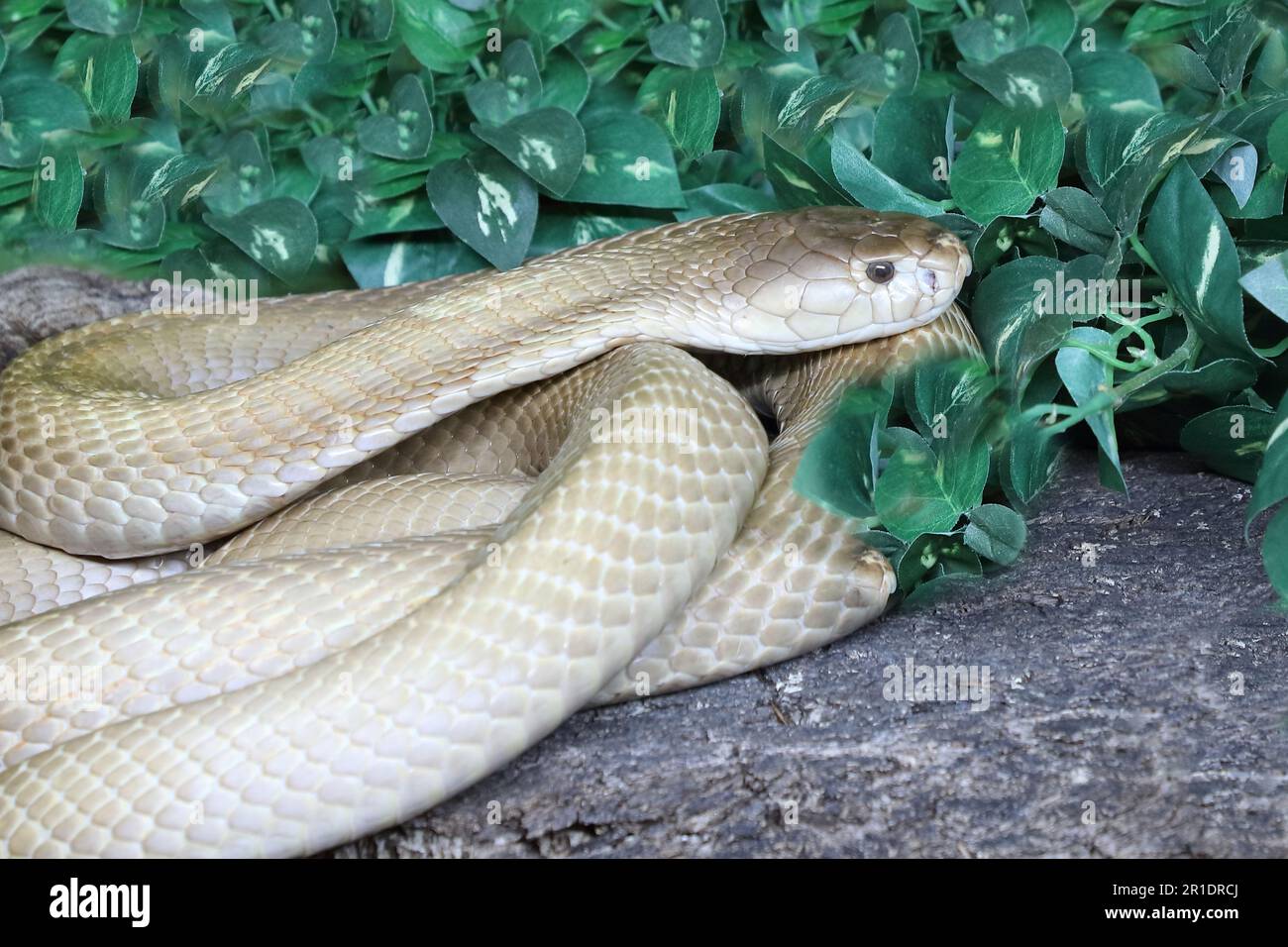 Monokelkobra / Monocled cobra / Naja kaouthia Stock Photo - Alamy